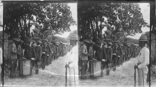 Dealing out noon day rations to a street gang of Filipino convicts ...