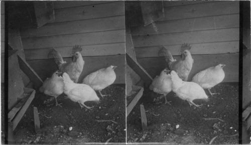 Rooster & Three Hens, Pennsylvania — Calisphere