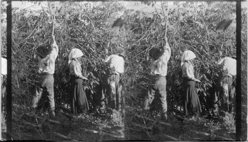Native coffee pickers at work, State of Sao Paulo, Brazil — Calisphere
