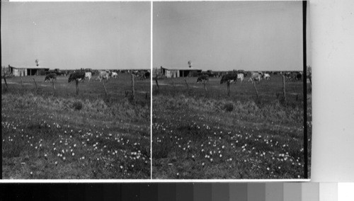 Line Shack on Texas Ranch — Calisphere