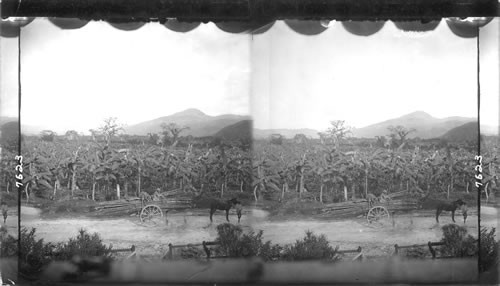 A Banana Walk — Calisphere