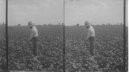 Hoeing Sugar Beets. Chatham, Ontario — Calisphere