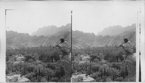 Oasis of Feiran, largest in Sinai Wilderness. S. to Mt. Serbal. Egypt ...