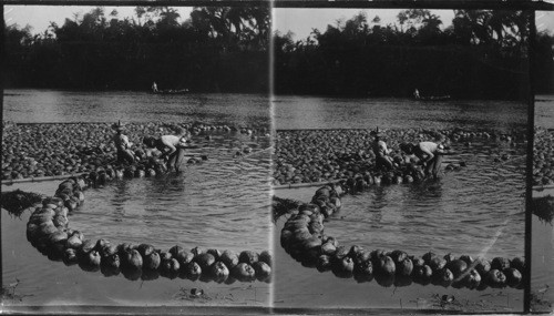 Making a coconut raft to take coconuts to market. Philippines — Calisphere