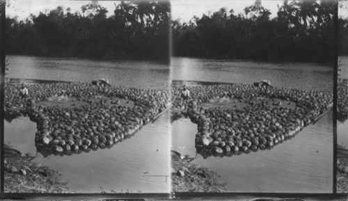 Making a coconut raft. Philippines — Calisphere