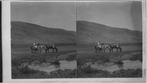 Buffaloes wallowing in the Marsh, Plains of Huleh, Palestine — Calisphere
