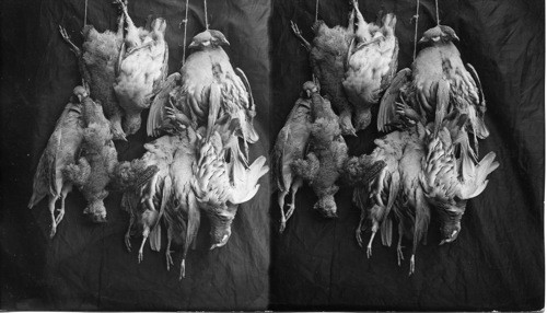 Quail taken in the Sinai Wilderness. Egypt — Calisphere