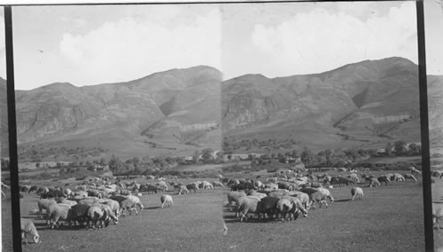 Peru? Sheep raising in a sunny valley among the Andes near Cuzco. Peru ...
