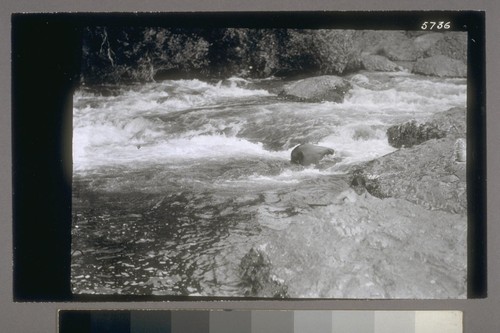 Ishi emerging from river with harpoon — Calisphere