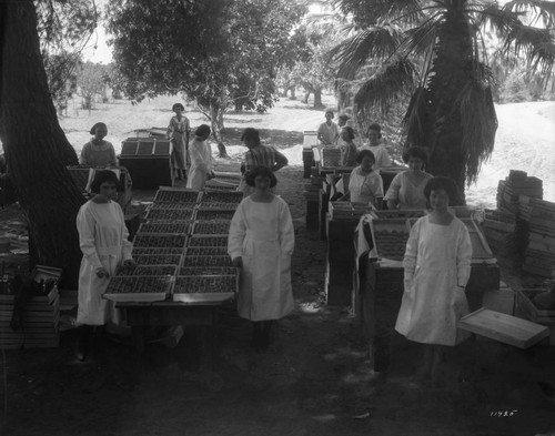 Packing Figs - Roeding Ranch — Calisphere