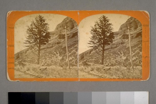 1000 Mile Tree, Union Pacific Railroad — Calisphere