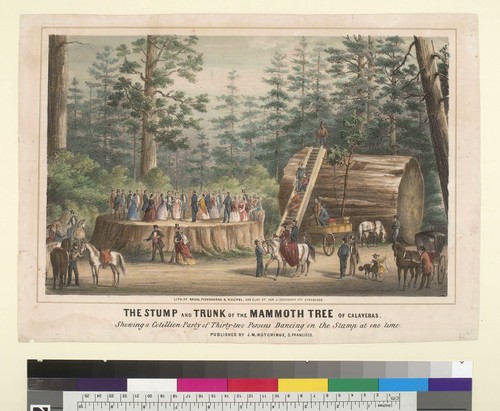 The stump and trunk of the Mammoth Tree of Calaveras [County ...