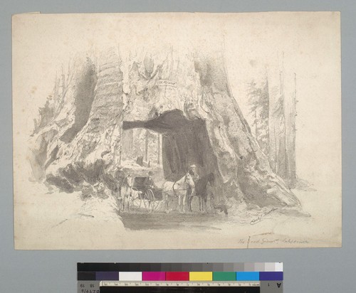 The Dead Giant, California [redwood, Mammoth Tree Grove, Calaveras ...