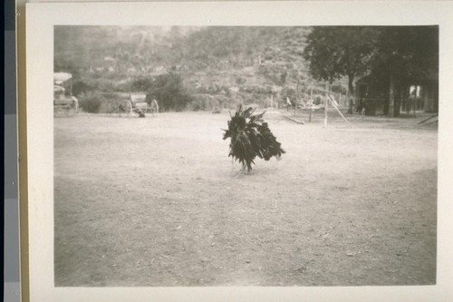 Coyote dances and roundhouse; Grindstone Rancheria; May 1923; 48 prints ...