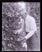 Judge Joseph F. Chambers picking blackberries, Los Angeles County ...