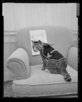 Pooli, cat who served aboard an United States attack transport during ...
