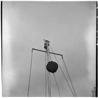 Seagull perched atop a pole on Tony Cornero's newly refurbished ...