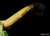 Corn, Stop AIDS poster — Calisphere