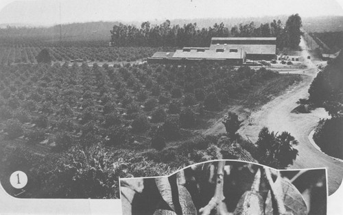 David Hewes Packing House in El Modena — Calisphere