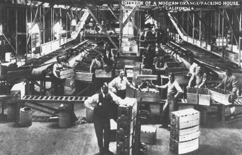Modern packing house interior in Orange, 1910 — Calisphere