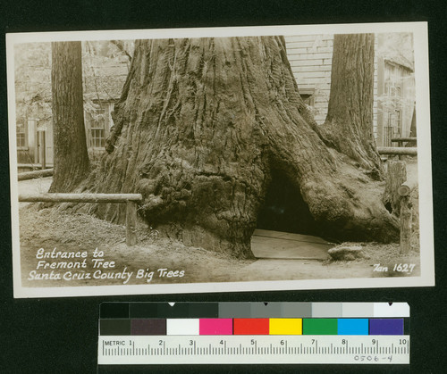 Entrance to Fremont Tree Santa Cruz County Big Trees — Calisphere