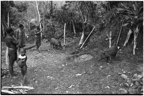Pig festival, pig sacrifice, Tsembaga: pigs tethered next to pits in ...