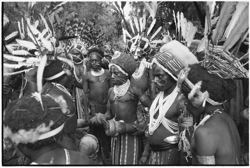 Pig festival, pig sacrifice, Tsembaga: decorated men play kunku drums ...