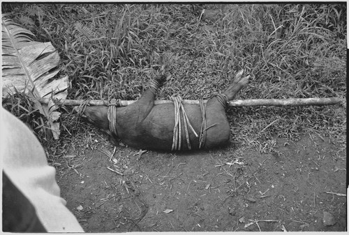 Pig festival, singsing preparations, Tsembaga: small pig trussed to ...