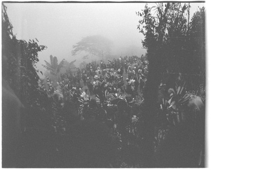 Pig festival, pig sacrifice, Tsembaga: Pig festival, pig sacrifice ...