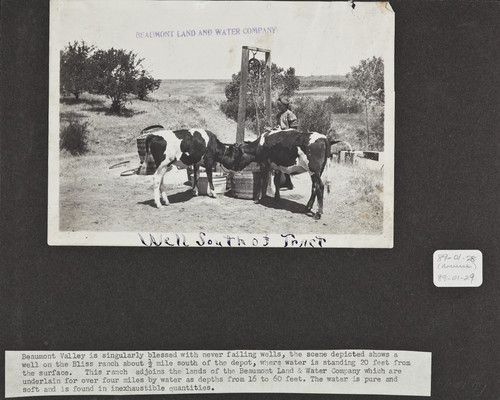 A well, a girl and cattle at Blaine Ranch, a 1/2 mile south of Beaumont ...