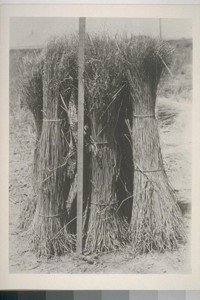 [Bushels with measuring stick.] — Calisphere