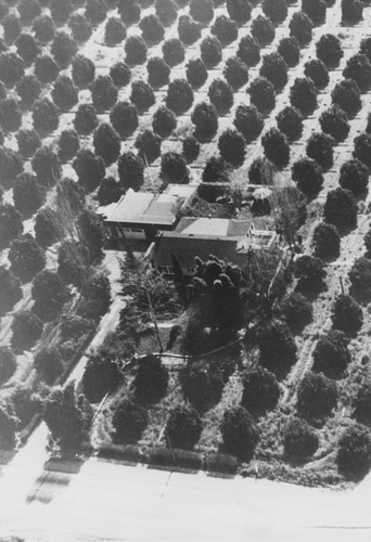 Orange County ranch home surrounded by orange trees — Calisphere