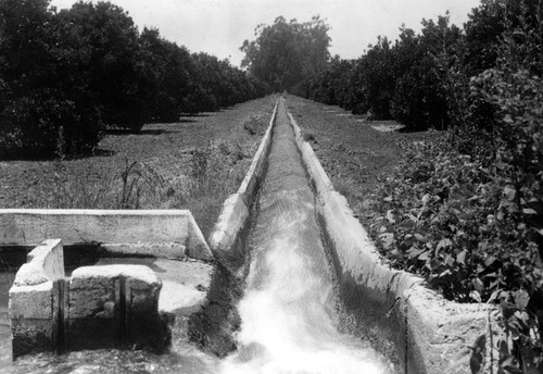 Open canal of the Anaheim Union Water Company between the Tuffree ...