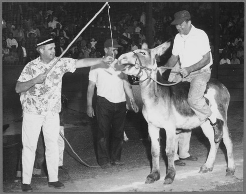 4th of July Donkey Baseball, ca. 1960 — Calisphere