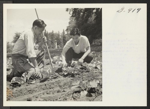 Frank Abe and his brother, Donald, examining young cabbage plants on ...