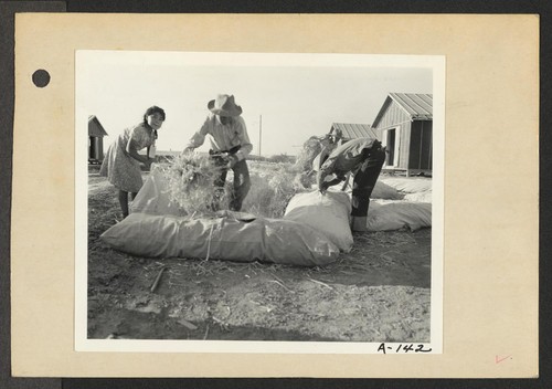 Poston, Ariz.--Filling straw ticks for mattresses at this War ...