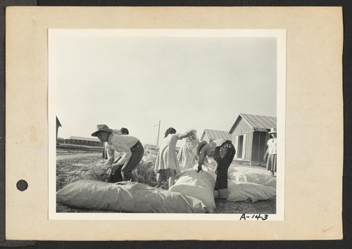 Poston, Ariz.--Filling straw ticks for mattresses at this War ...