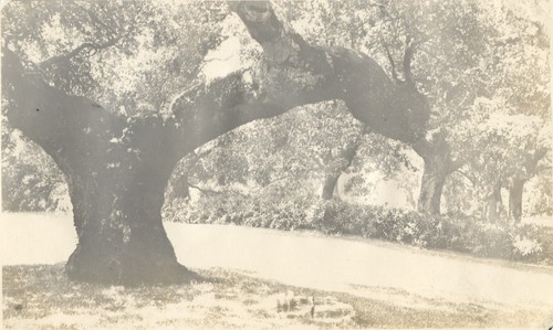 Eugene J. De Sabla Estate, San Mateo — Calisphere