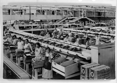 Citrus Packing Plant — Calisphere