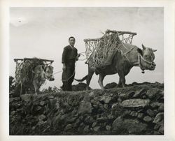 Man leading oxen with carriers — Calisphere