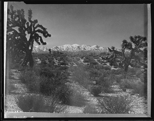 Antelope Valley and Joshua trees, [1920-1939?] — Calisphere