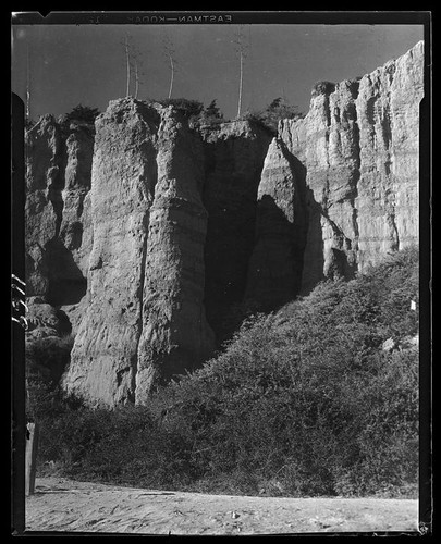 Palisades Park cliff and agaves, Santa Monica, 1929 — Calisphere