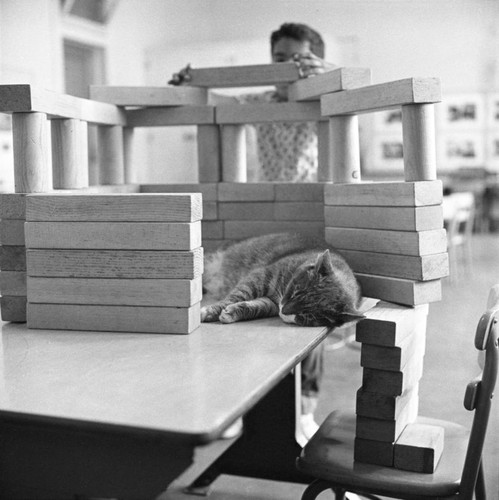 Elysian Heights Elementary School cat Room 8 sleeps in a building ...