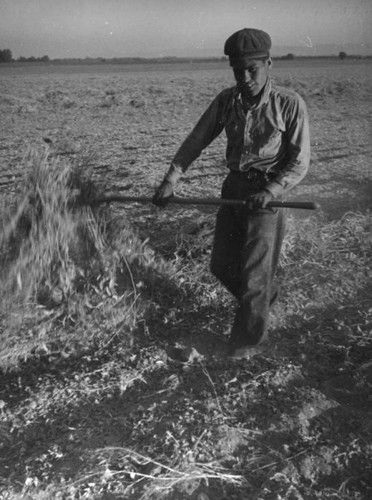 San Fernando Valley lima bean farm worker — Calisphere