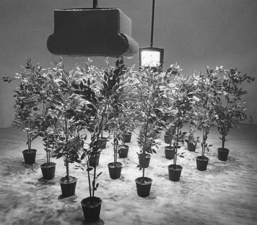 Video art exhibit by Tony Labat at MOCA — Calisphere