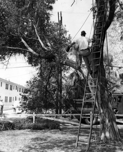 Falling tree limb crashes onto power lines — Calisphere