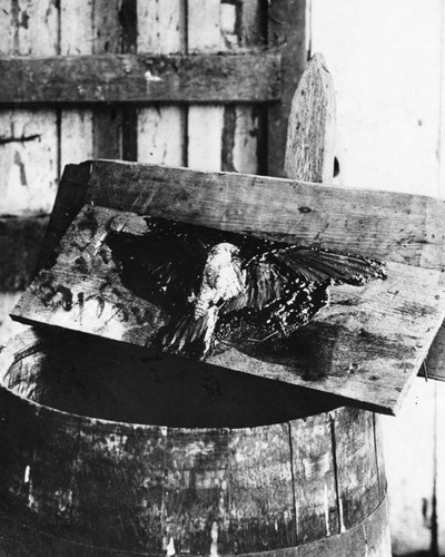 Recent victim of the tar pits — Calisphere