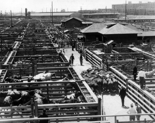 L.A. Union Stockyards — Calisphere
