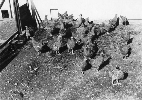 Chicken flock — Calisphere