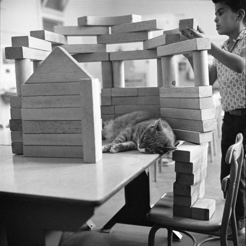 Elysian Heights Elementary School cat Room 8 sleeps in building blocks ...